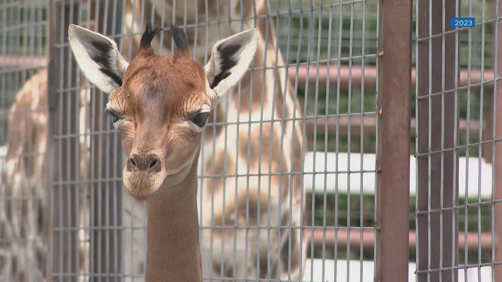 'Kipekee,' the spotless giraffe born at Tennessee zoo, has died | 10tv.com