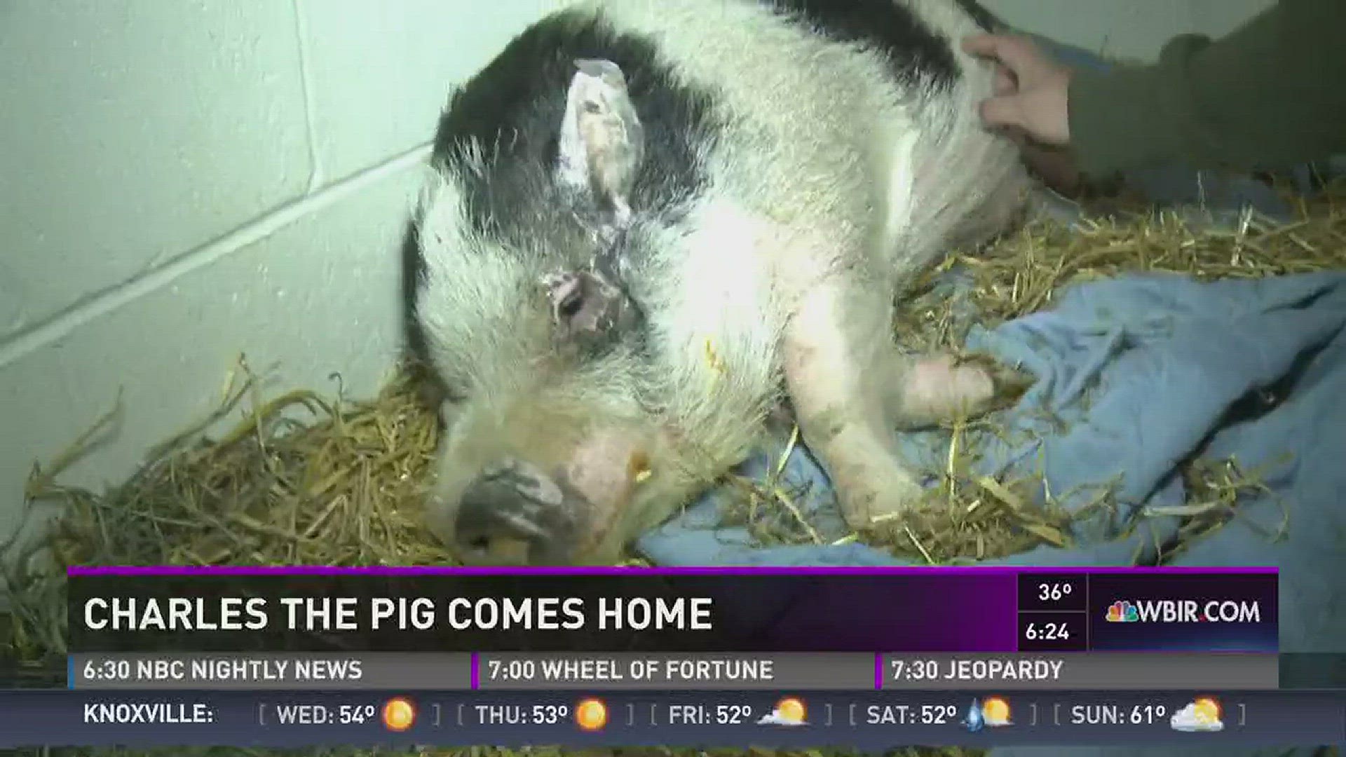 Charles the pig, burned in wildfires, returns home to family | 10tv.com