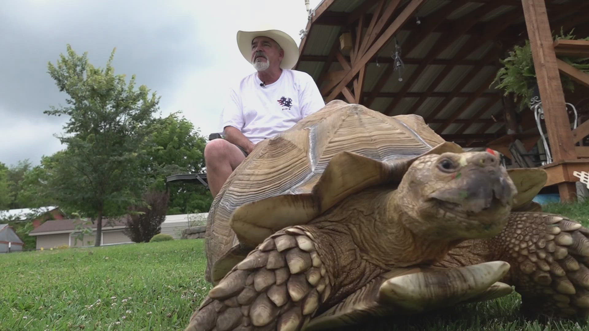 Hamblen Co. tortoise opens enclosure, leads owner on chase ...