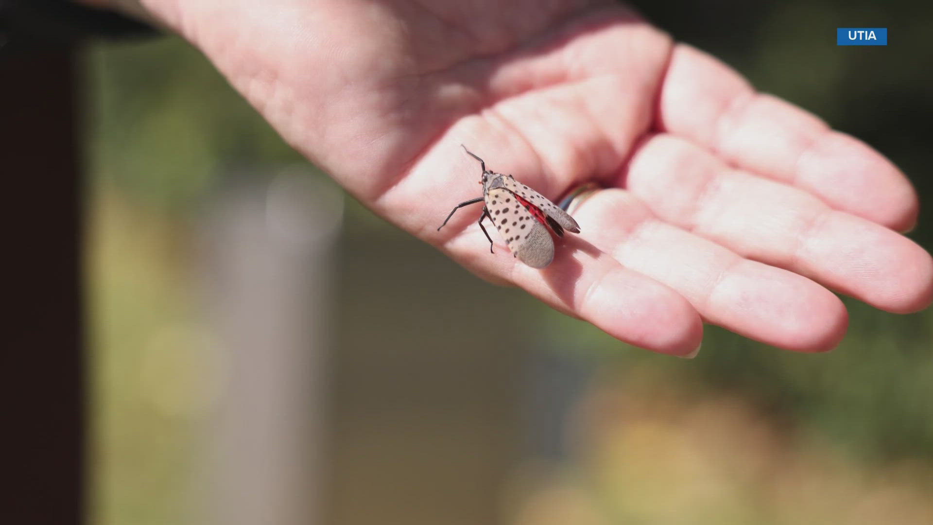 Invasive spotted lanternfly detected in a few Tennessee counties ...