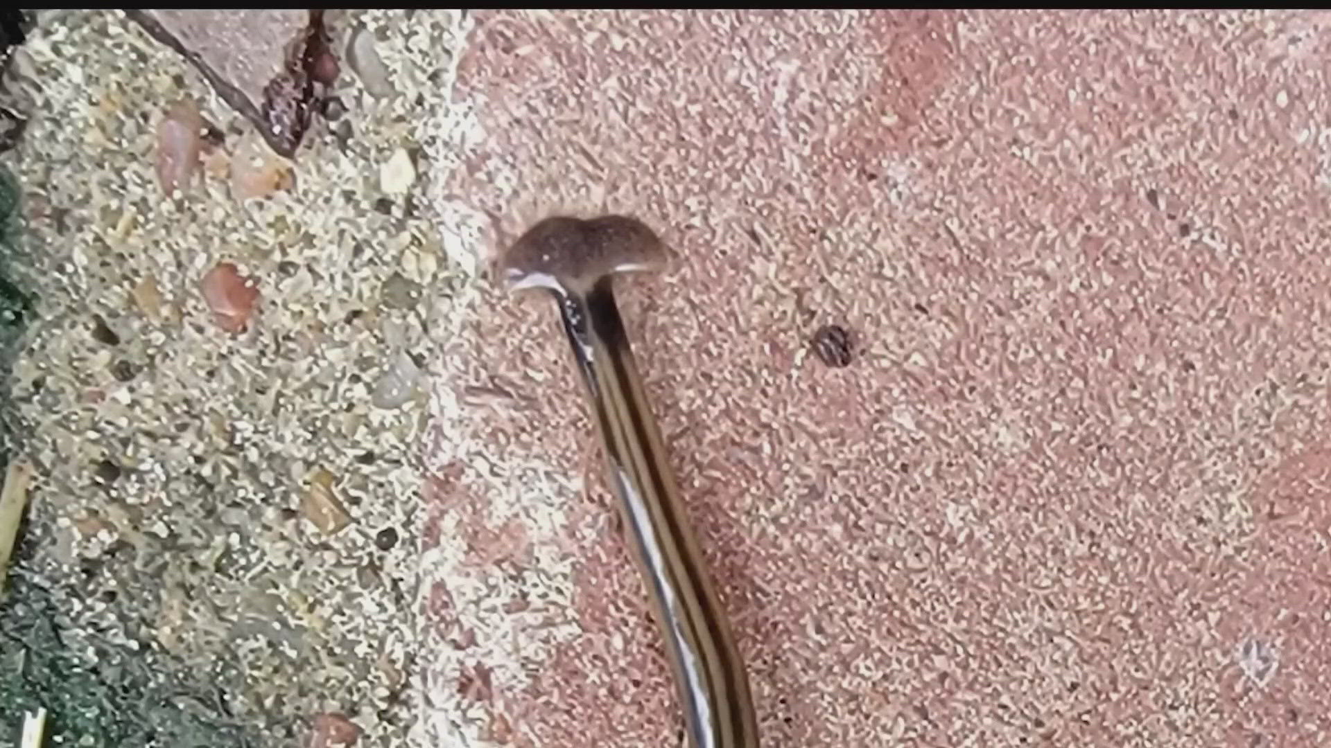 Stubborn non-native hammerhead worms may appear in Tennessee gardens as ...