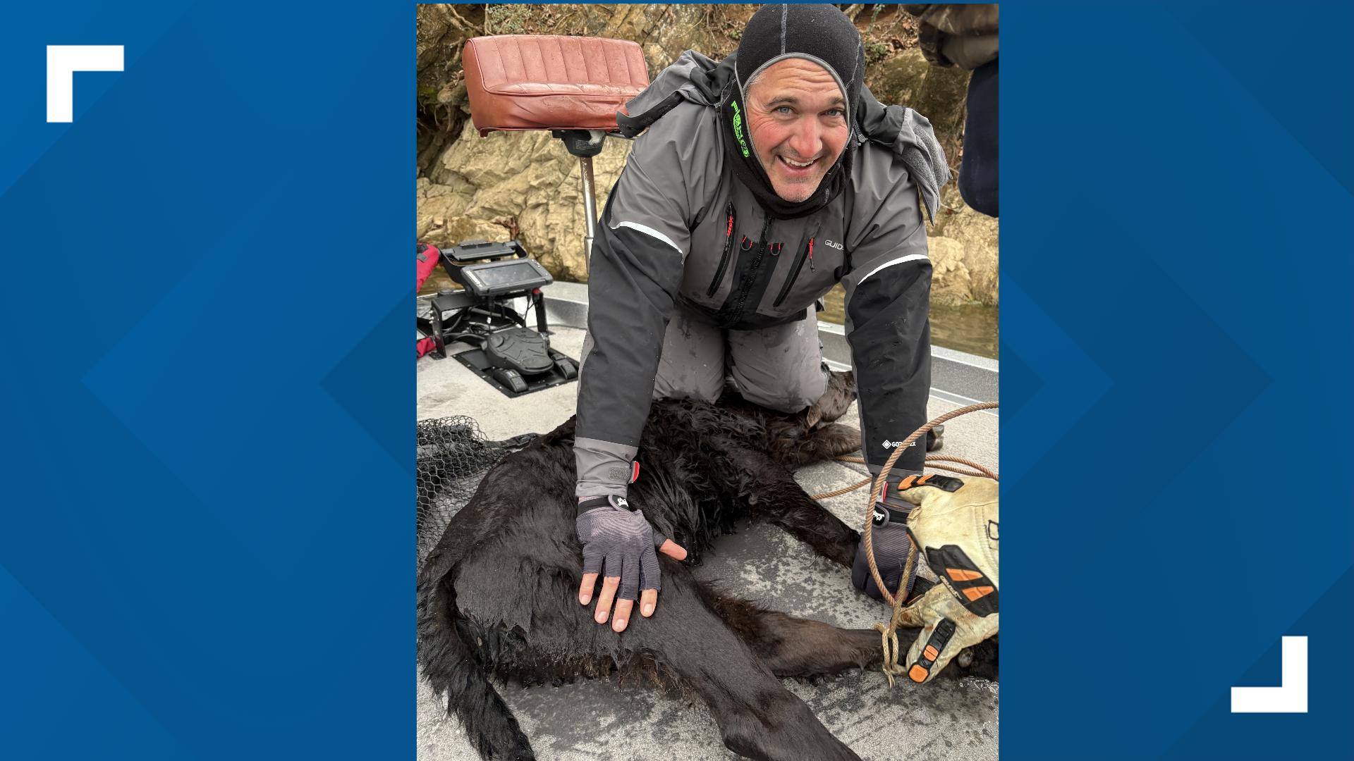 Calf rescued after falling off bluff along Tennessee River in Loudon ...