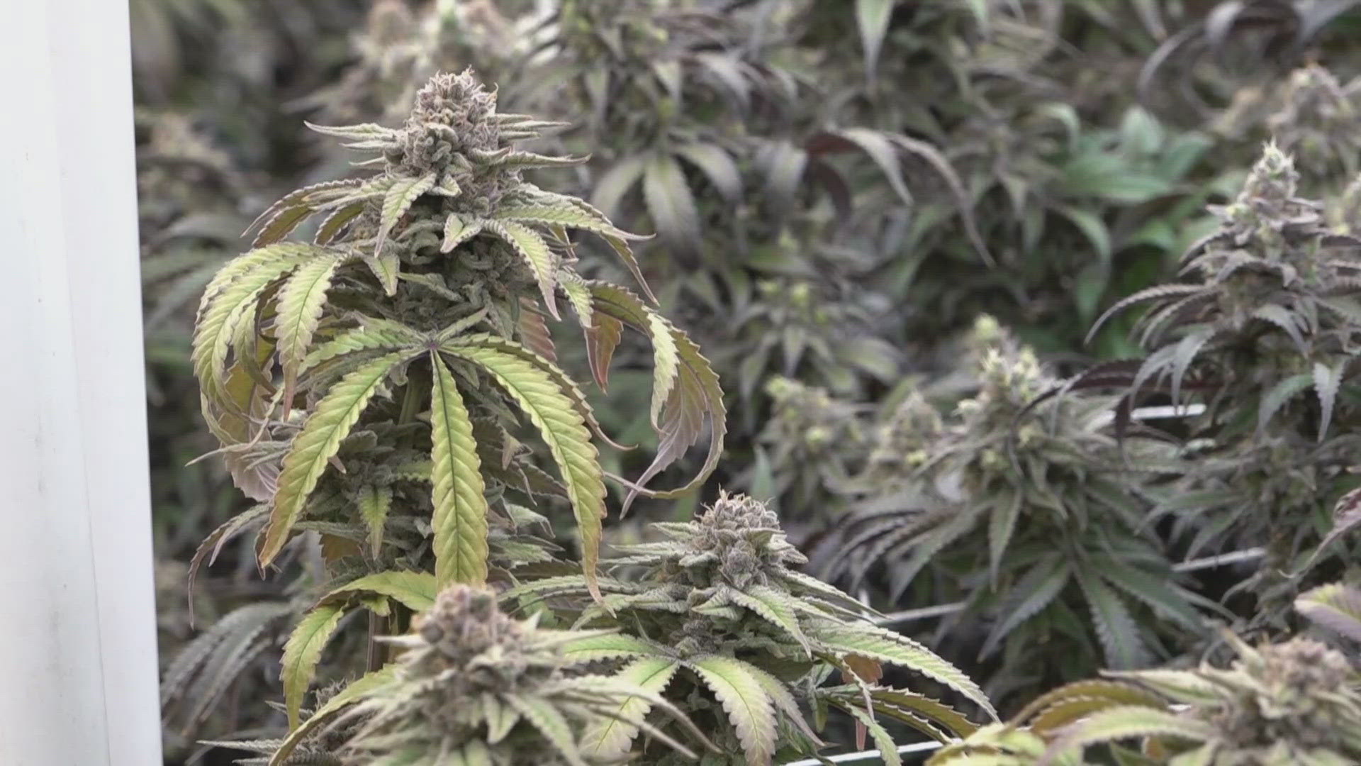 TDA said TN's hemp program will remain unchanged after new federal ...