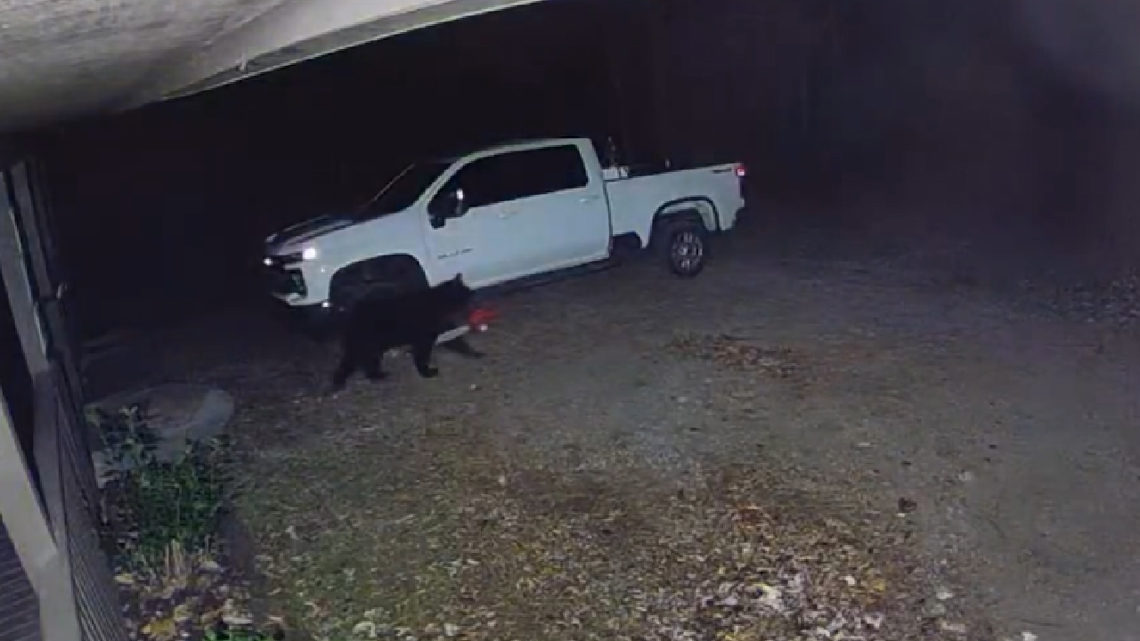 Video captures bear waltzing off with man's brand new chainsaw | wthr.com