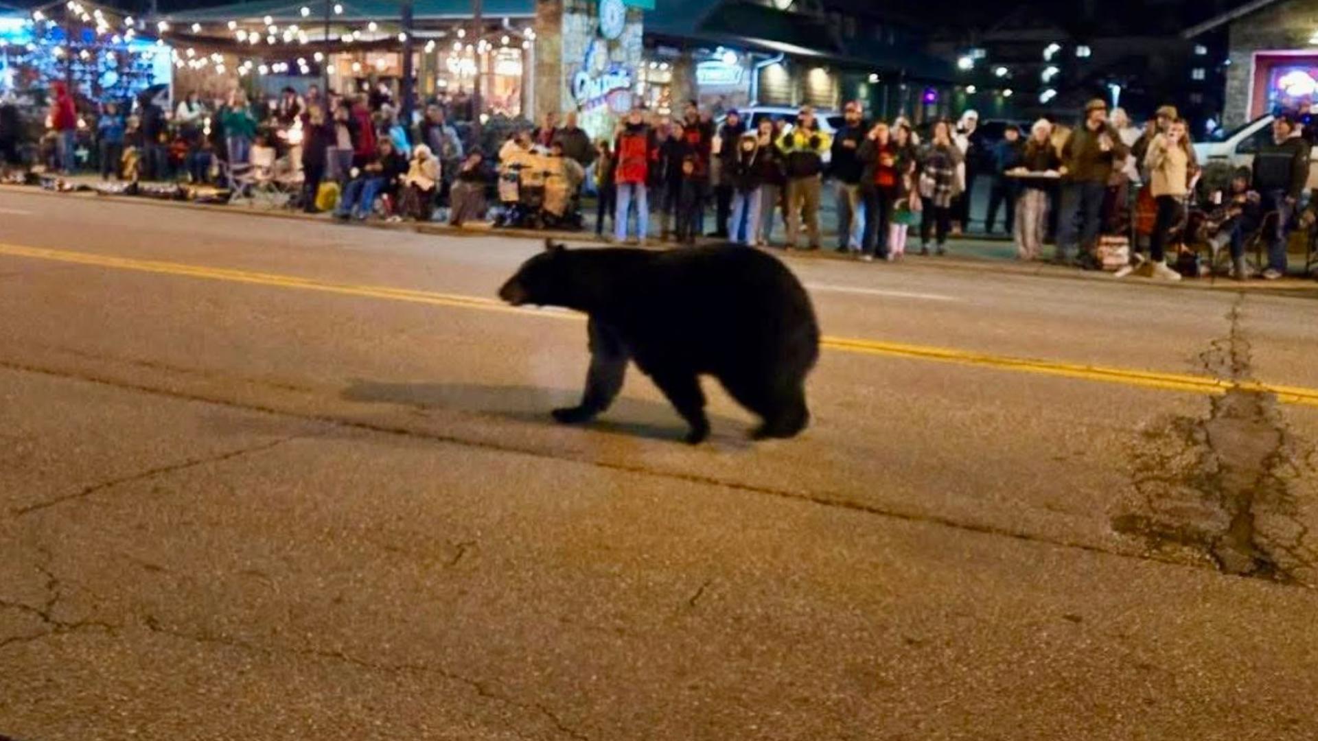 Bear makes surprise guest appearance at Gatlinburg Christmas parade ...