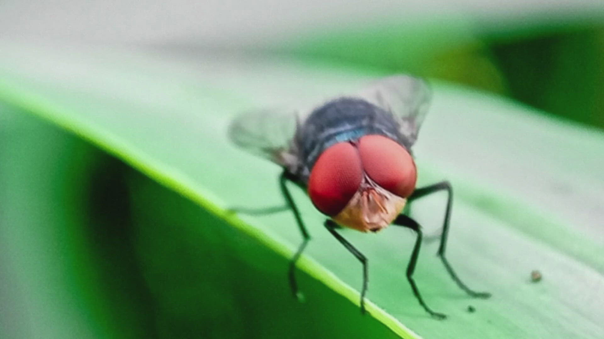 TN Department of Agriculture warns of potential New World Screwworm ...