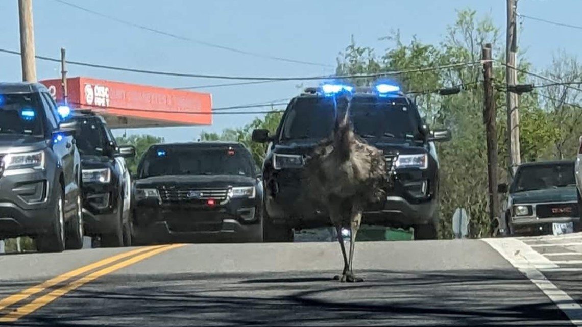 Escaped emu home safe after leading Harriman police on chase | 10tv.com