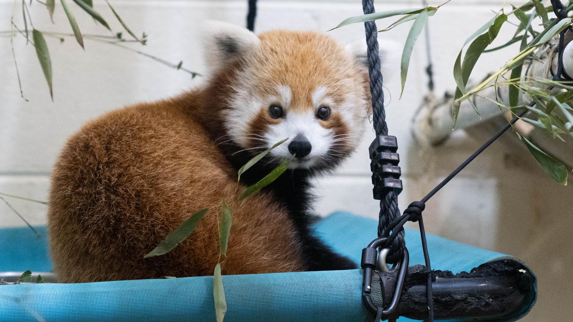 Zoo Knoxville welcomes 3-legged red panda, Khyana | rocketcitynow.com
