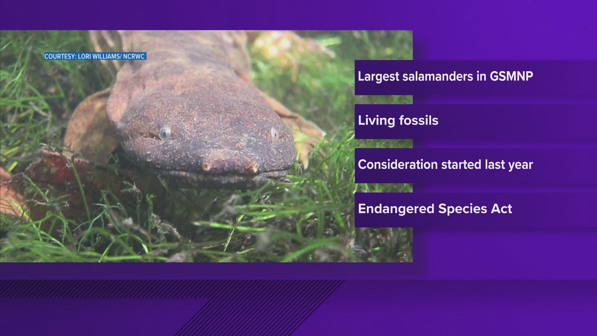 Hellbender Salamander proposed for Endangered Species Act protection ...