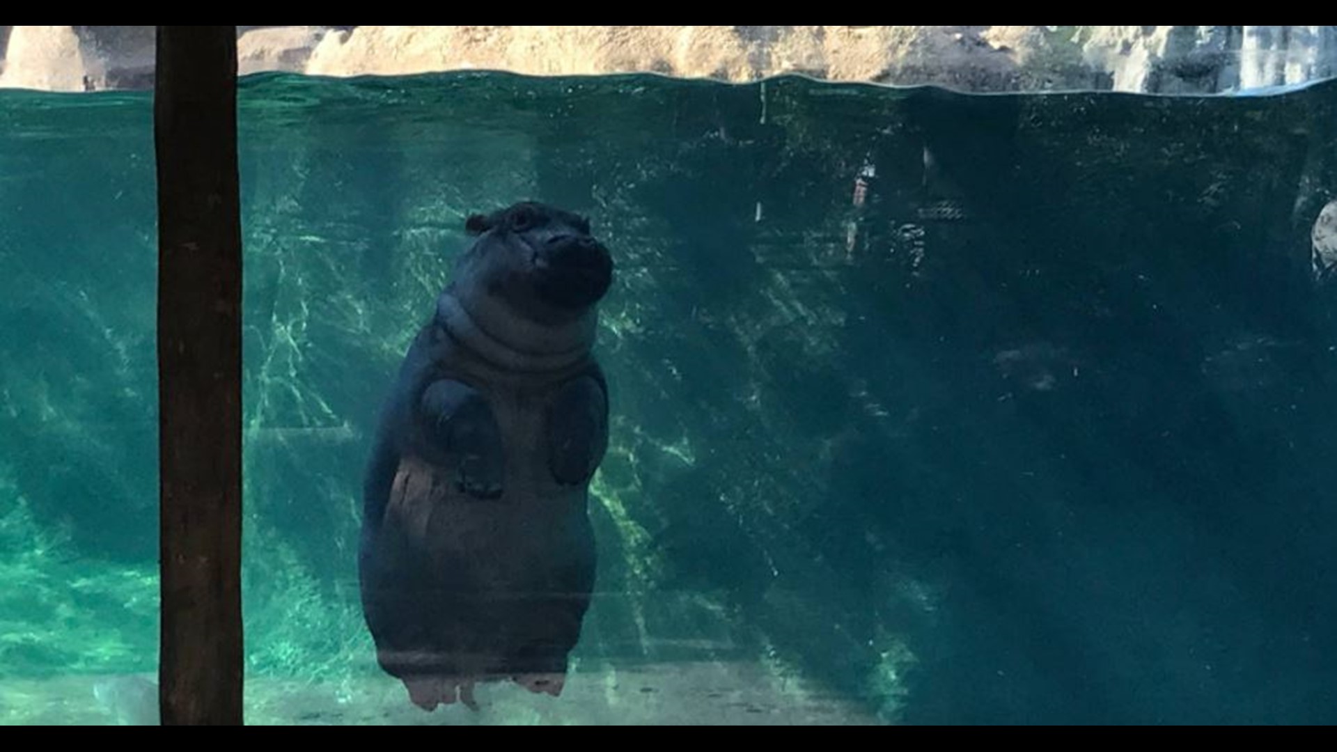 WATCH: Baby hippo Fiona makes her media debut at Cincinnati zoo ...