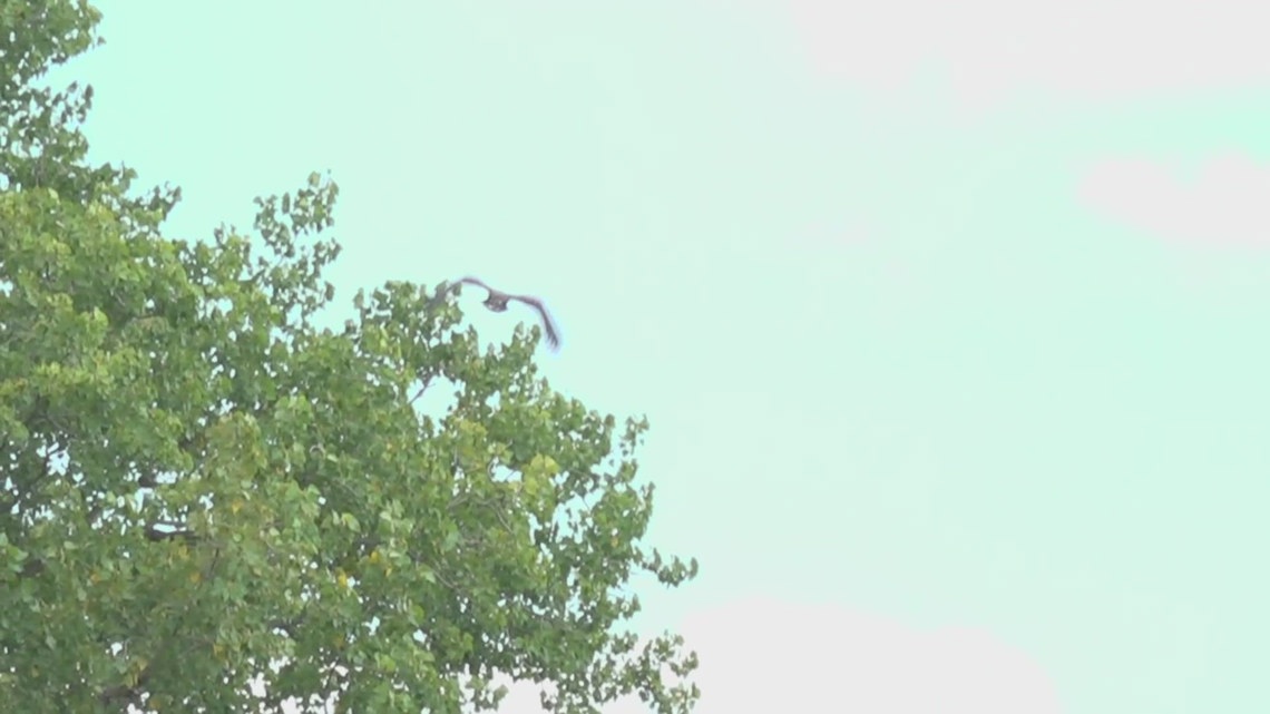 Baby bald eagle released back into wild after falling from nest earlier this month | 10tv.com