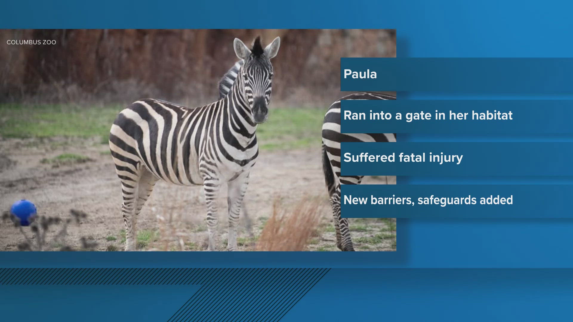 Columbus Zoo announces zebra’s death after gate collision | 10tv.com