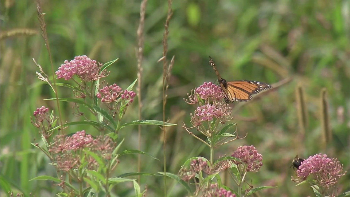 ScreenX to open at Marcus Crosswoods Cinema in Columbus | 10tv.com
