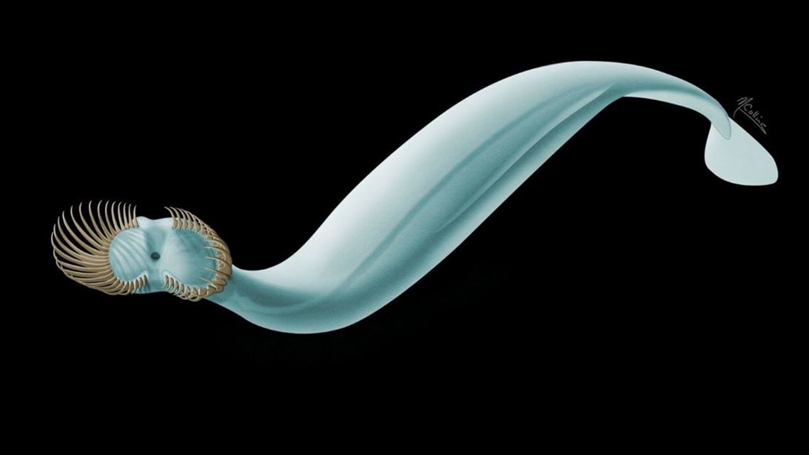 Scientists identify tiny prehistoric sea worm with Venus flytrap-like ...