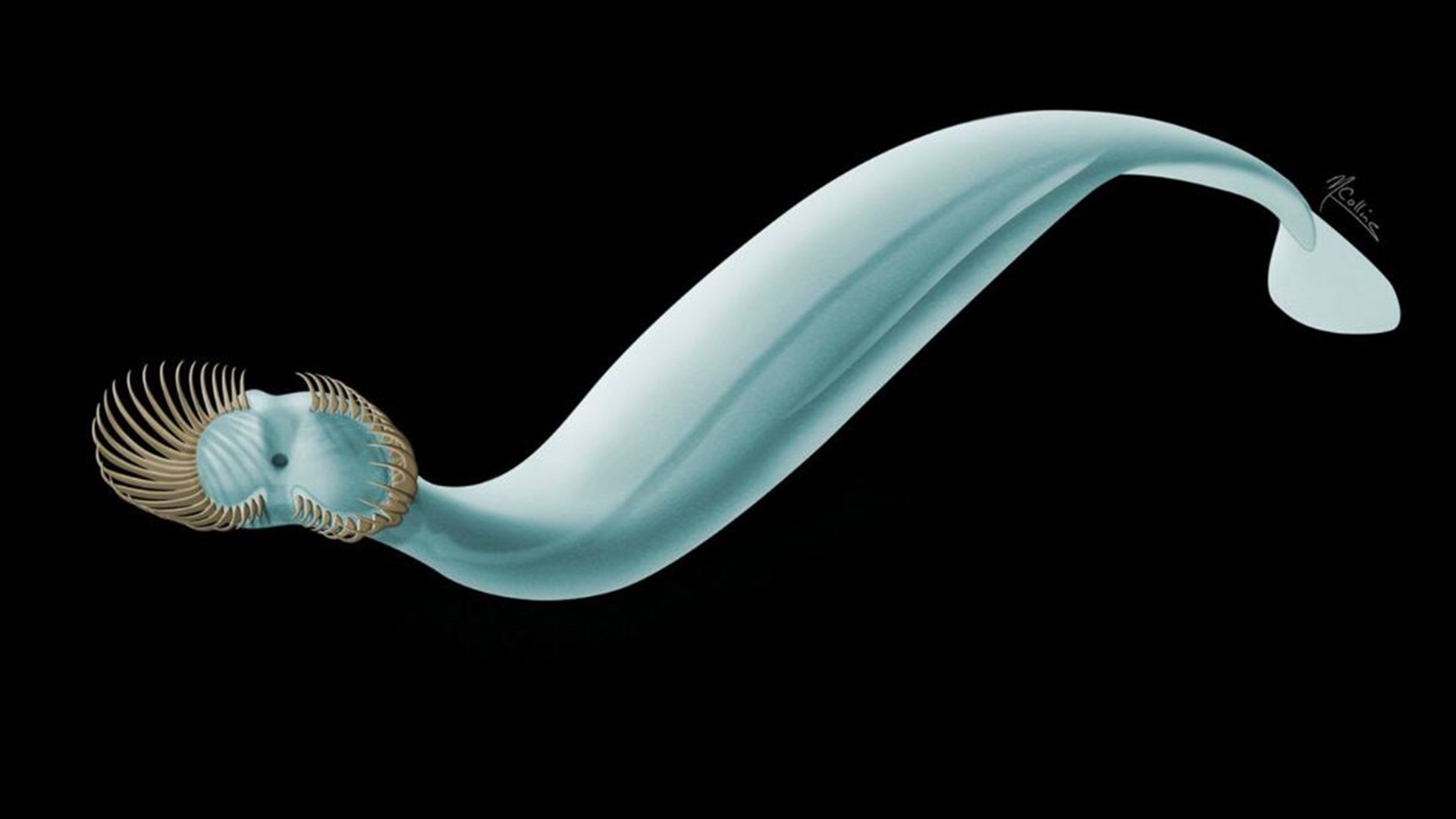Scientists identify tiny prehistoric sea worm with Venus flytrap-like ...