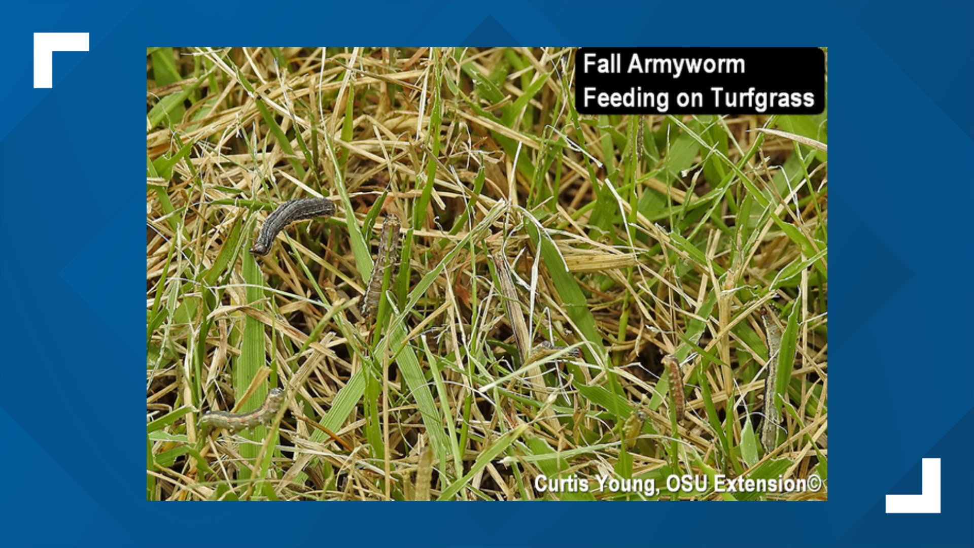 Unusual high amounts of fall armyworms inching into Ohio yards | 10tv.com