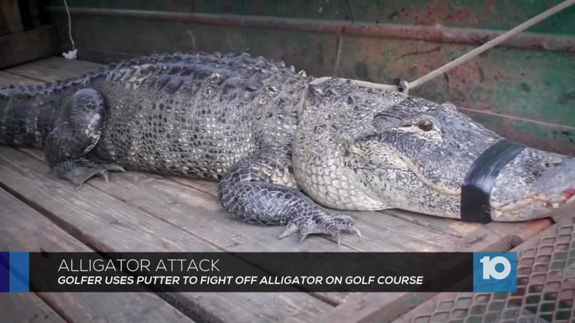 Golfer uses putter to fight off alligator on Florida golf course | 10tv.com