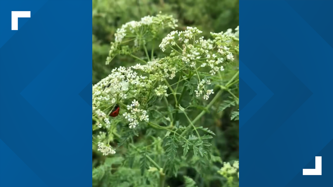 Poison hemlock spreading in Ohio: How to identify it | 10tv.com