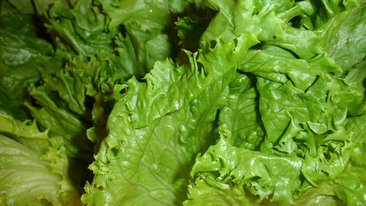 More illnesses linked to E. coli in leafy greens | 10tv.com