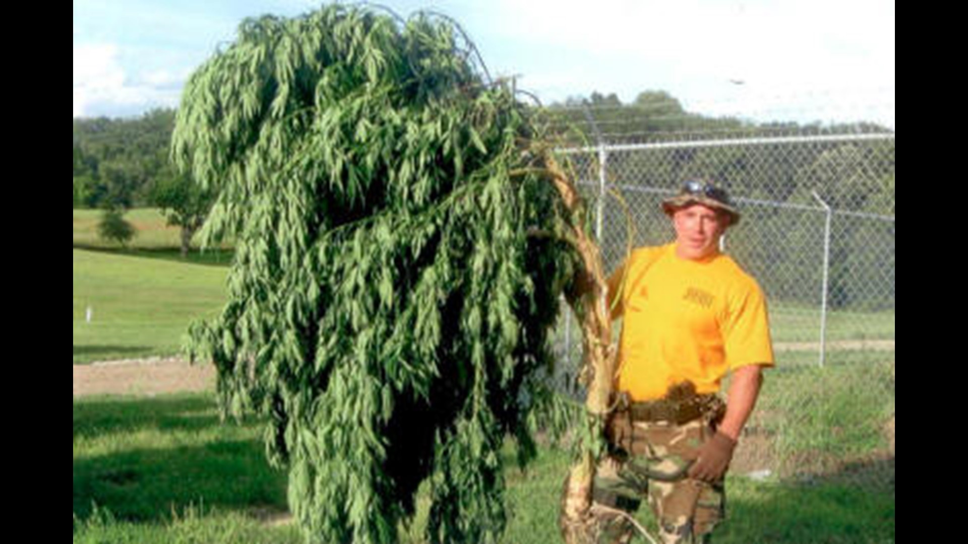 7-Foot Marijuana 'Tree' Found In Knox County | 10tv.com