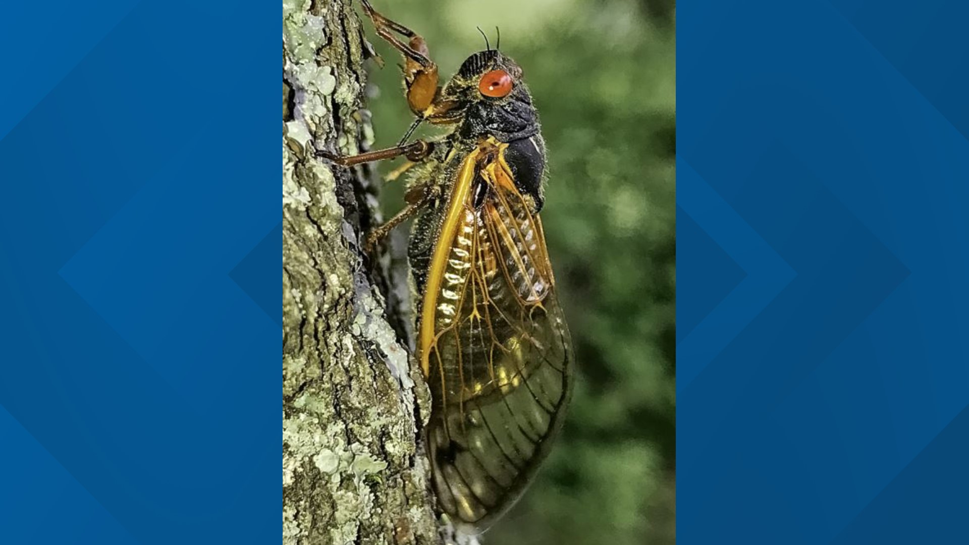 Police: Cicada causes car to crash in Cincinnati | 10tv.com