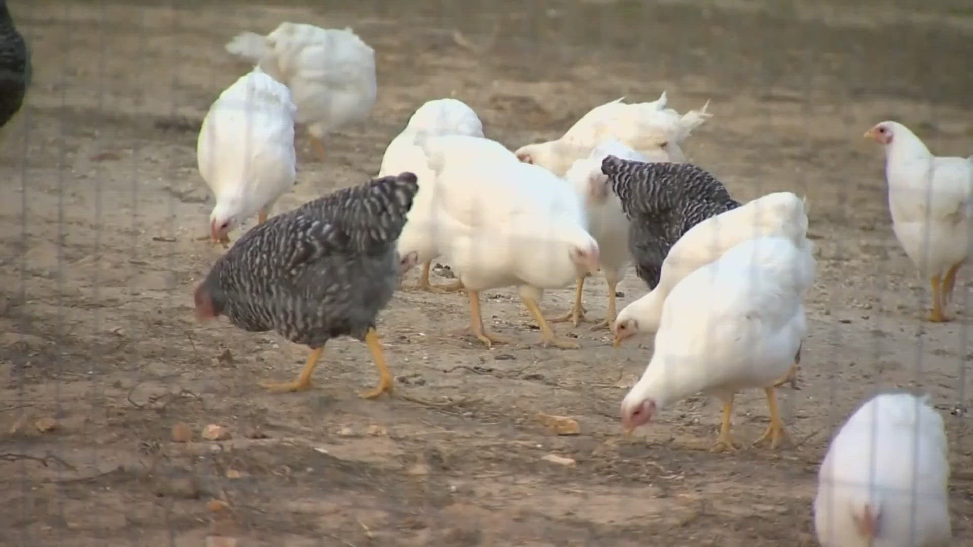 Some cases of bird flu may be going undetected, researchers say | 10tv.com
