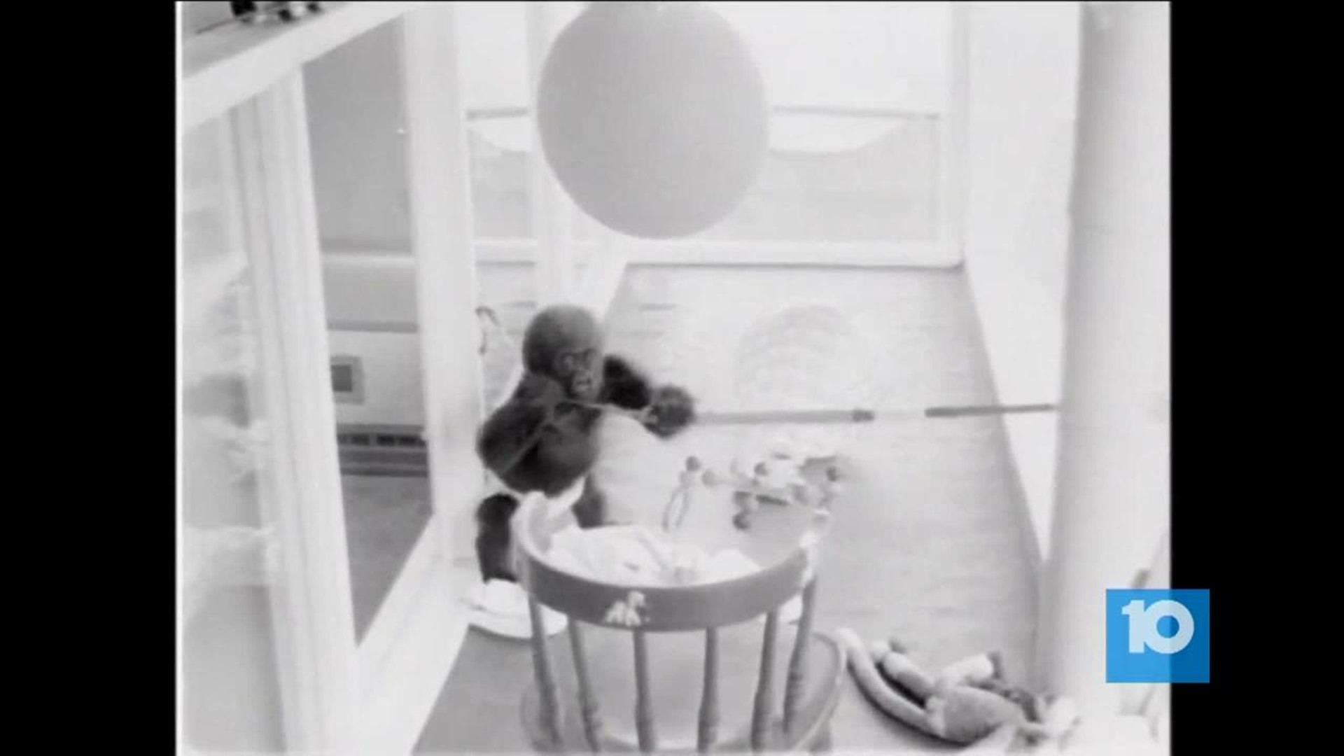 VIDEO: A look back at Colo the gorilla through the years | 10tv.com