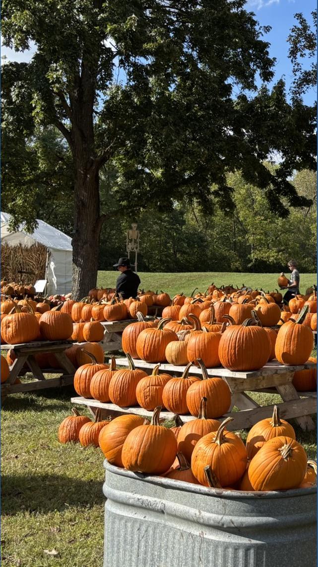 300 pumpkins stolen from pumpkin patch in Pickerington, owner says ...