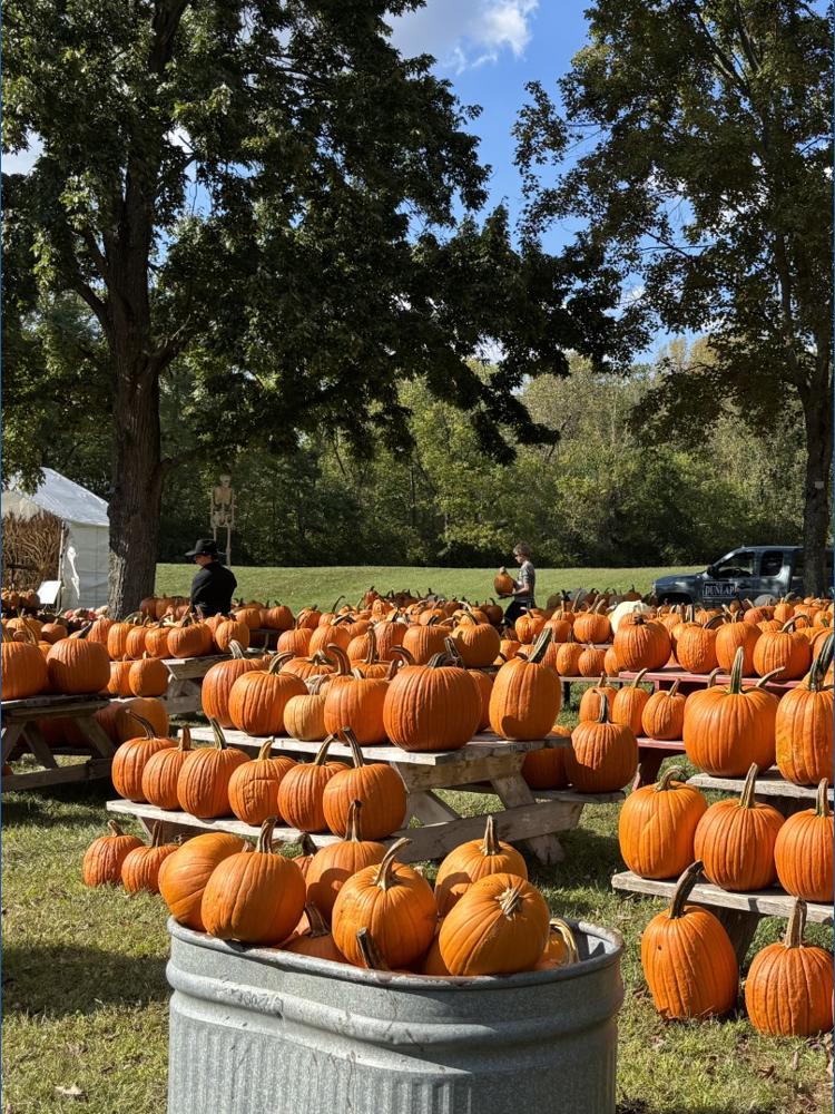 300 pumpkins stolen from pumpkin patch in Pickerington, owner says ...