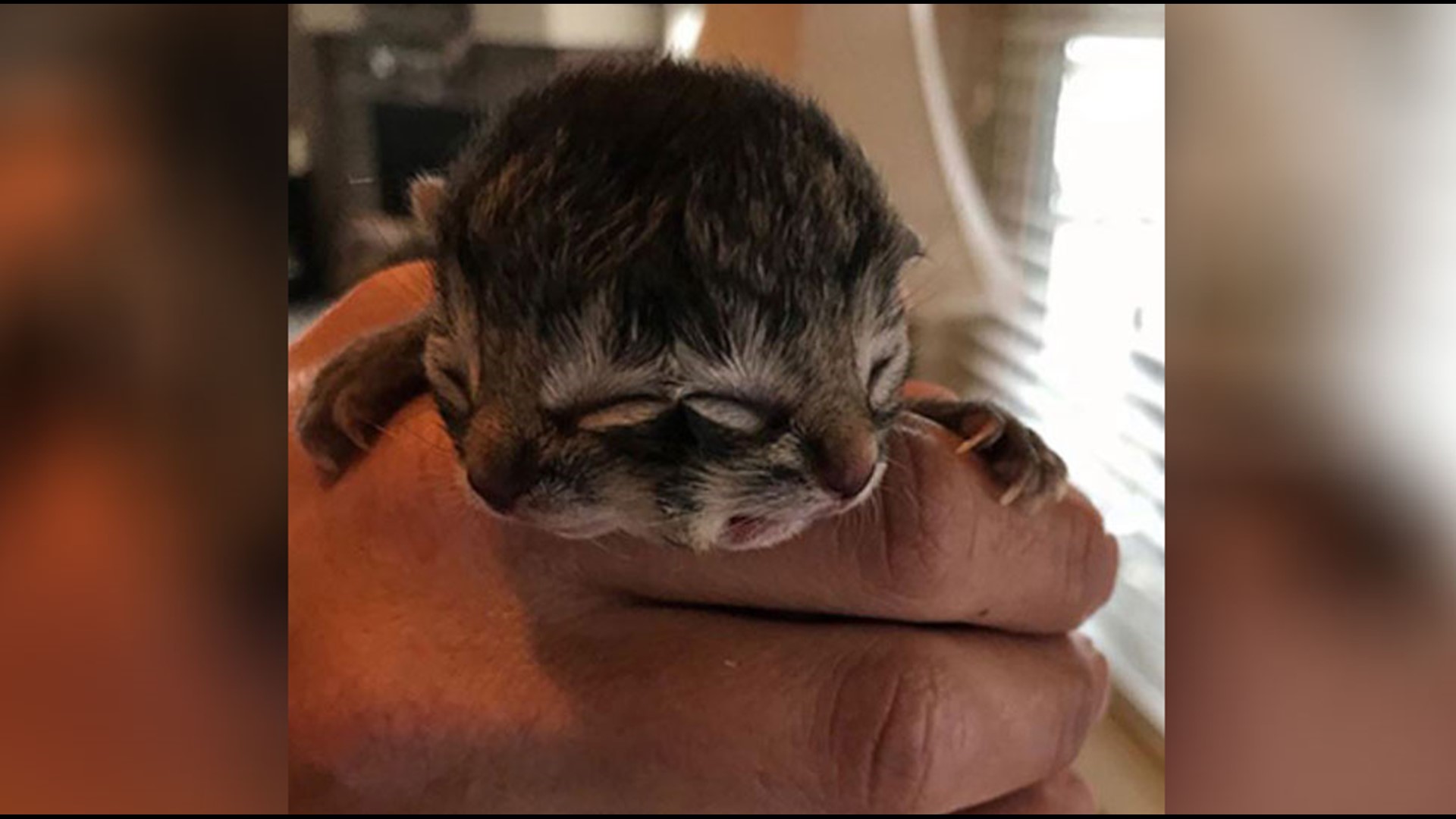 2-faced kitten named Biscuits and Gravy born in Oregon | 10tv.com