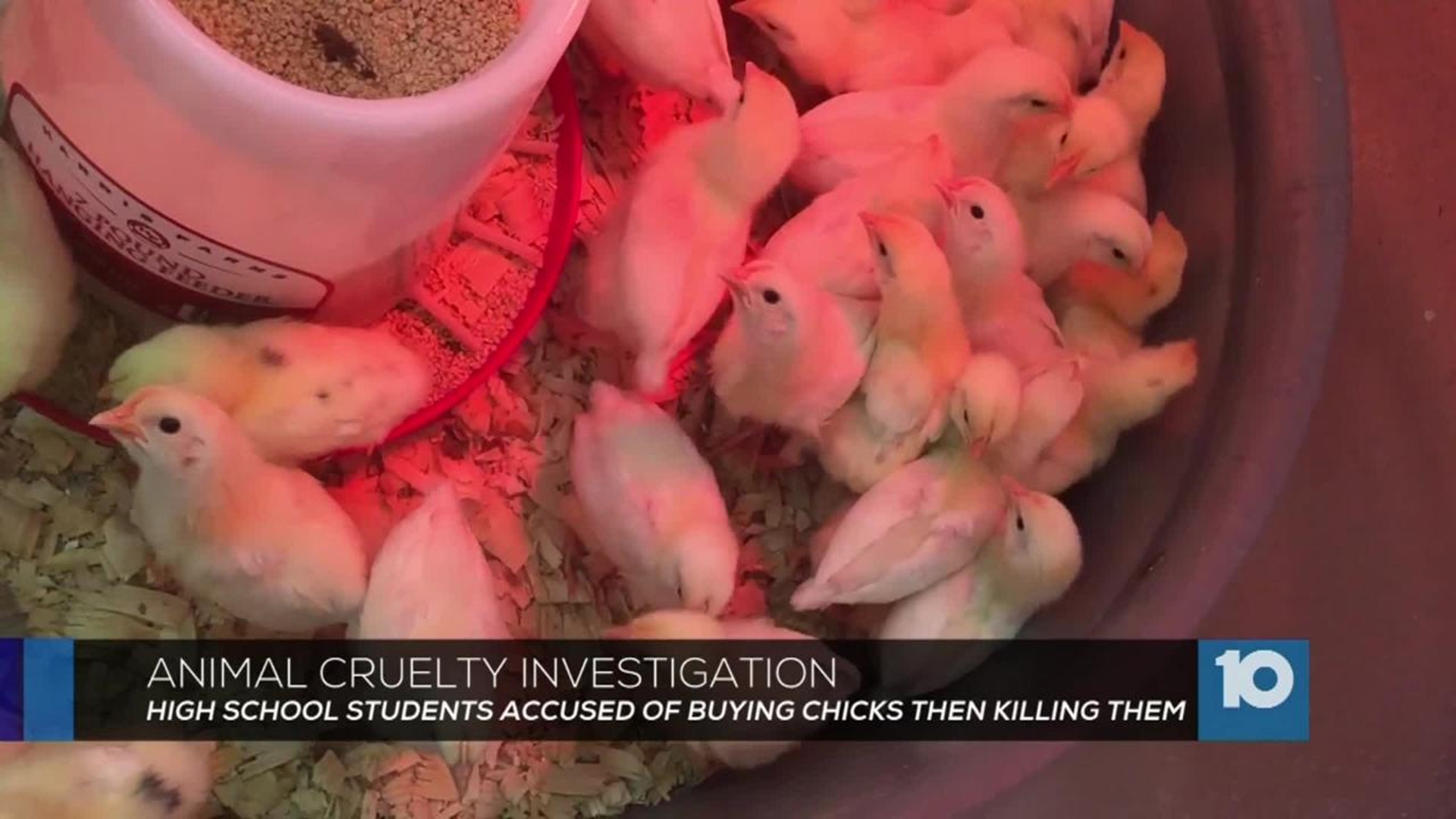 Lancaster High School students accused of killing baby chicks | 10tv.com