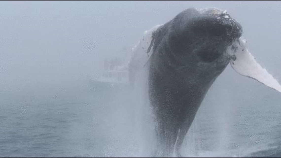 Humpback whale pulls off once-in-a-lifetime backflip | 10tv.com
