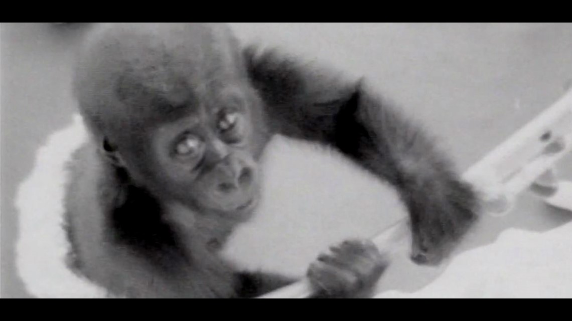 VIDEO: A look back at Colo the gorilla through the years | 10tv.com