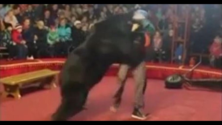 Bear attack on Russian handler caught on video, showing no barrier in ...