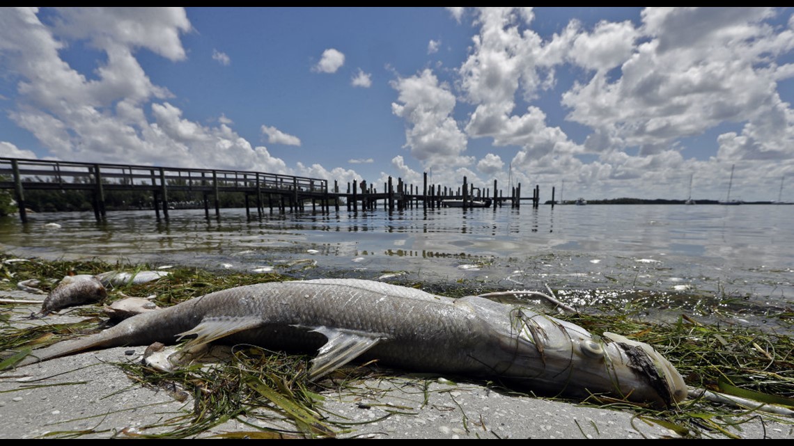 Devastating toxic algae bloom plagues Florida's Gulf Coast | 10tv.com