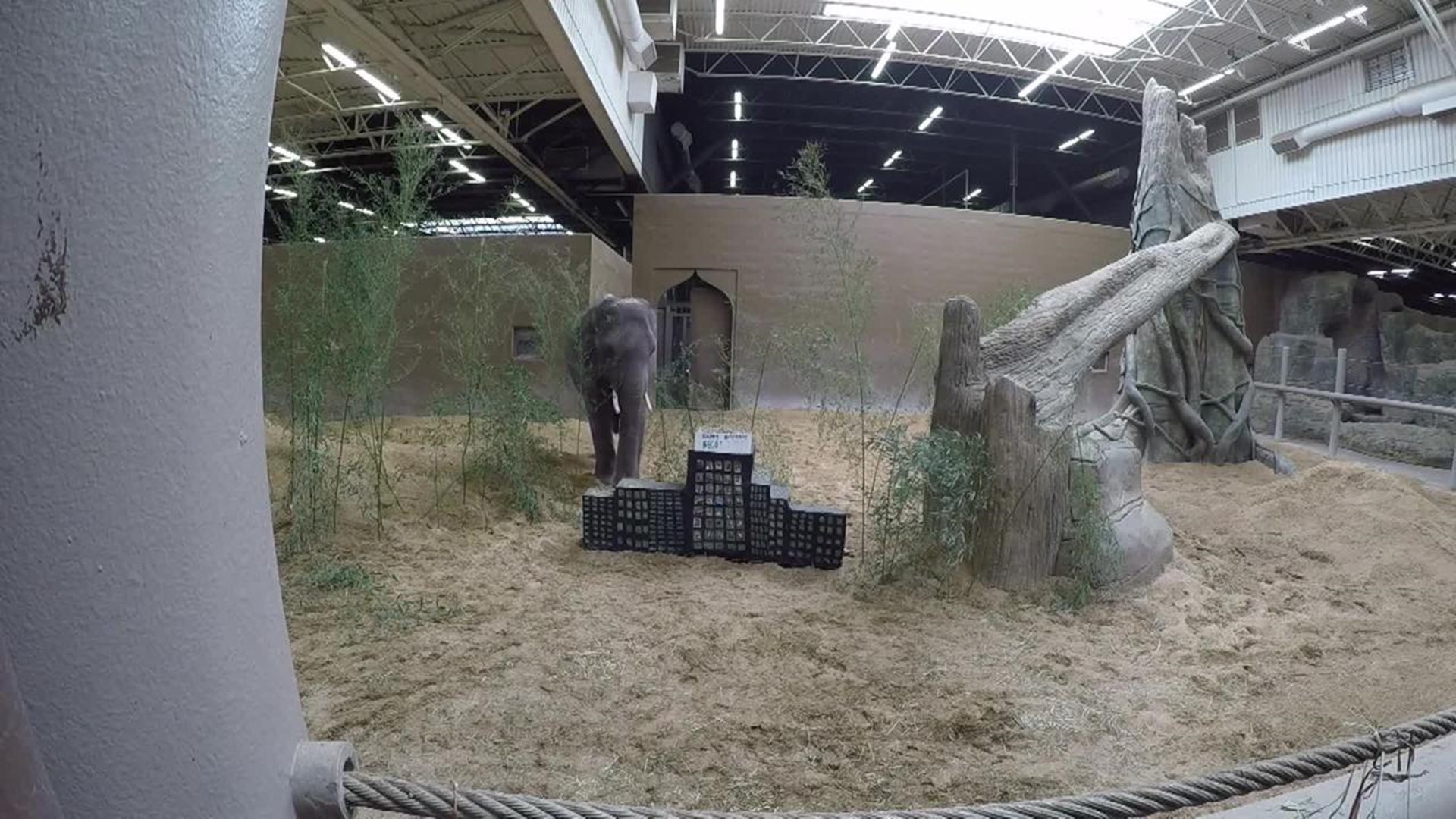 Columbus Zoo celebrates Beco the elephant's 8th birthday | 10tv.com