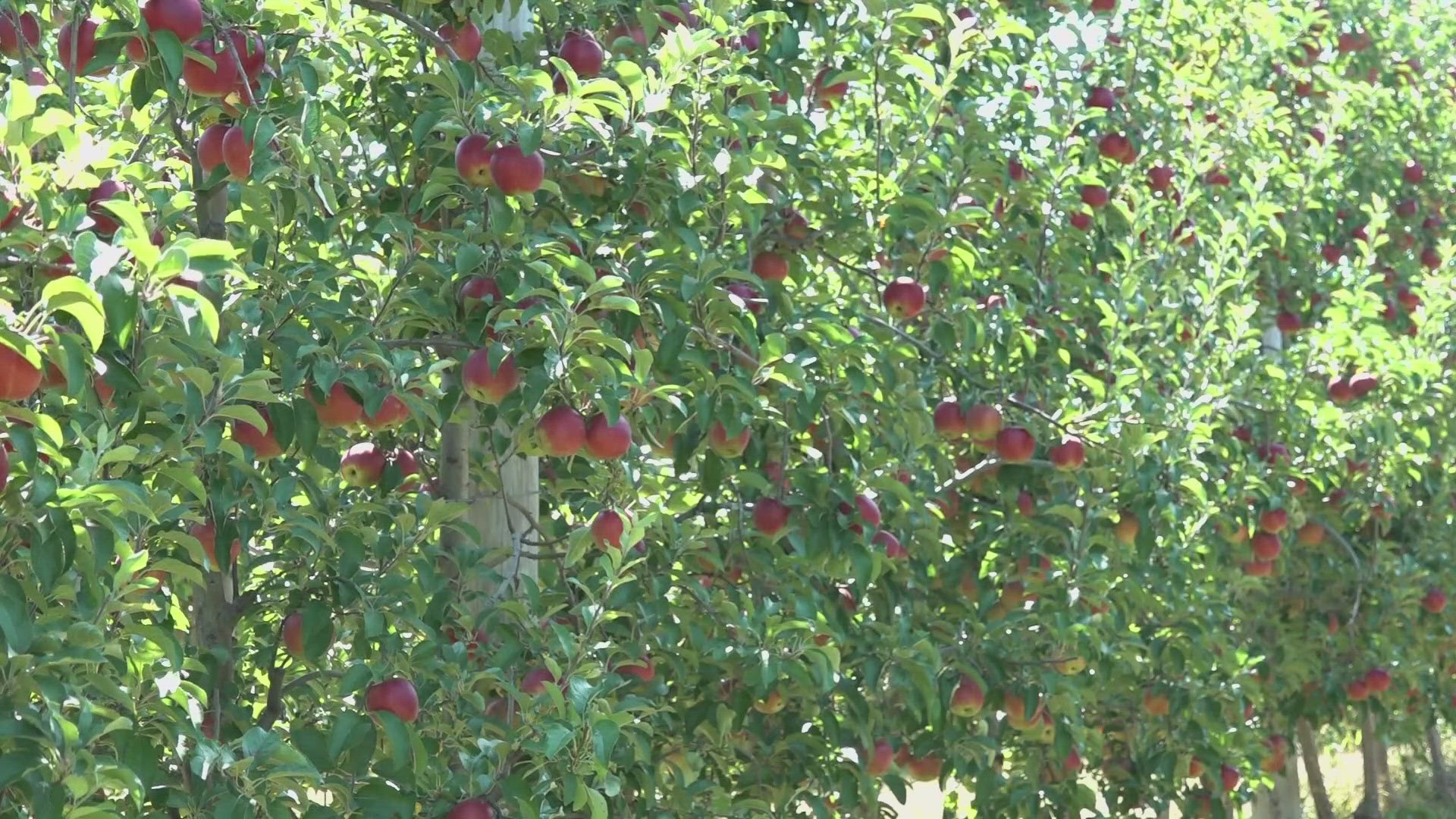 Lynd Fruit Farm boosts security amid apple thefts | 10tv.com