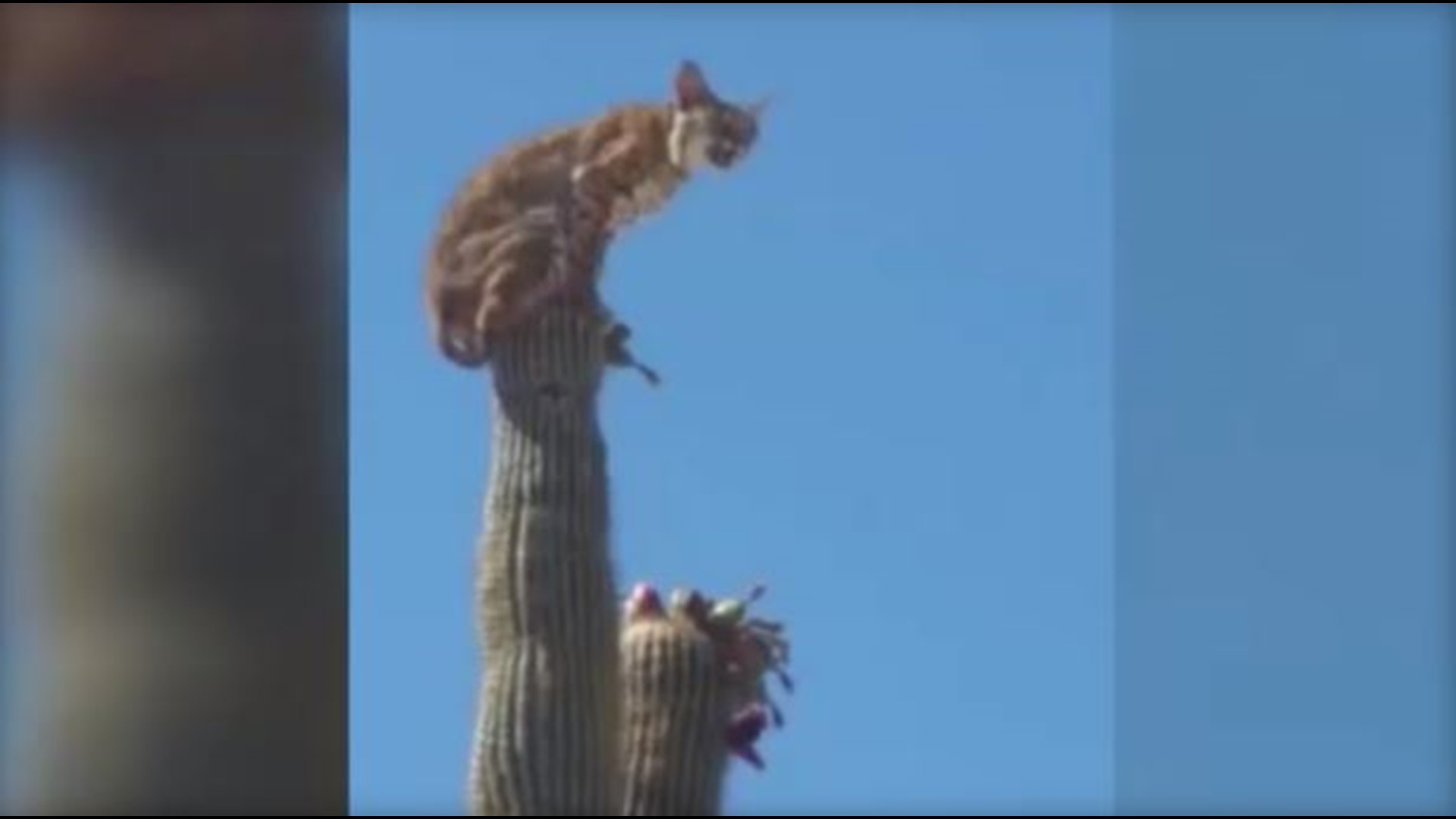 Bobcat sitting on top of tall cactus goes viral | 10tv.com