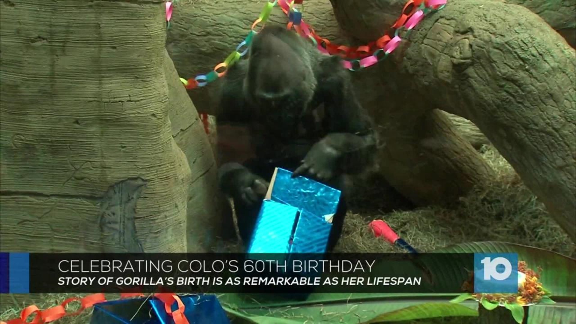 How Colo became the first gorilla born in human care at the Columbus ...