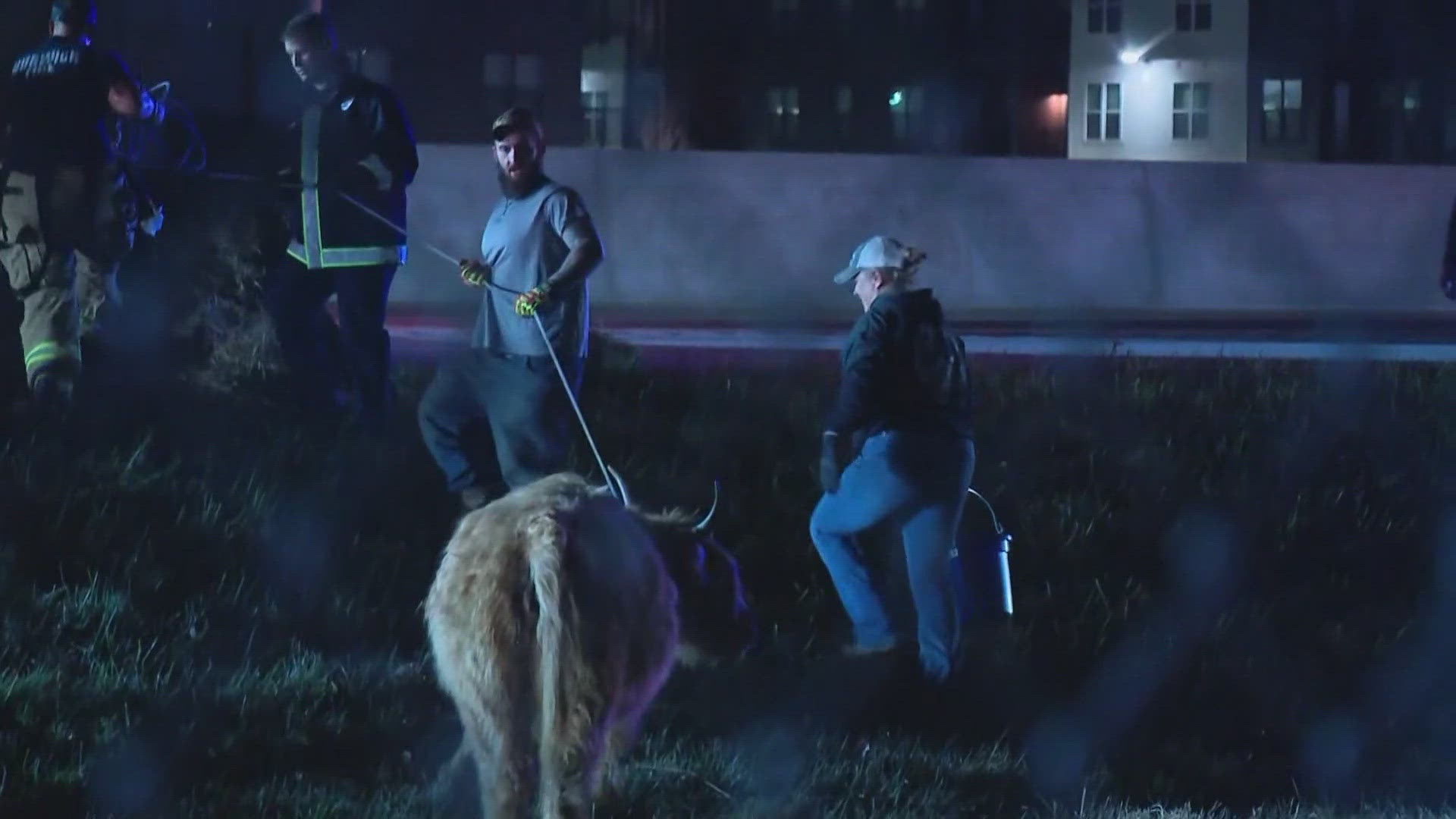 I-270 South in Hilliard reopens after loose cow on the freeway is ...