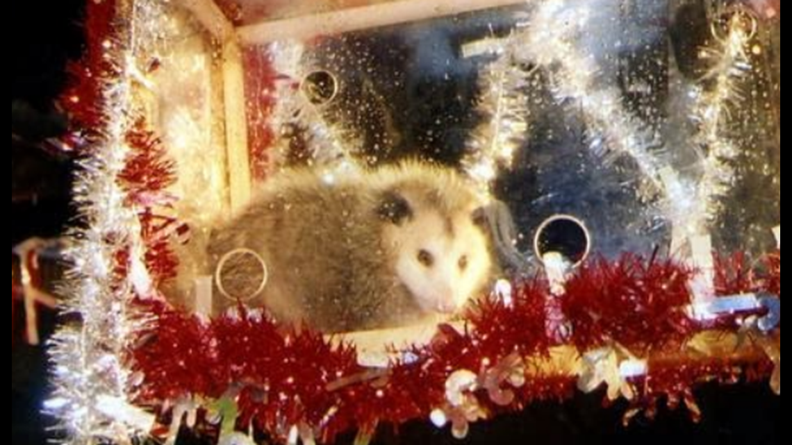 PETA Fights New Year Possum Drop, Organizers Say Tradition Will Change ...