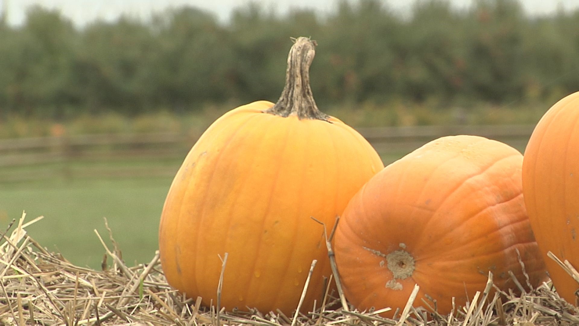 Central Ohio pumpkin patch, corn maze and apple picking locations ...
