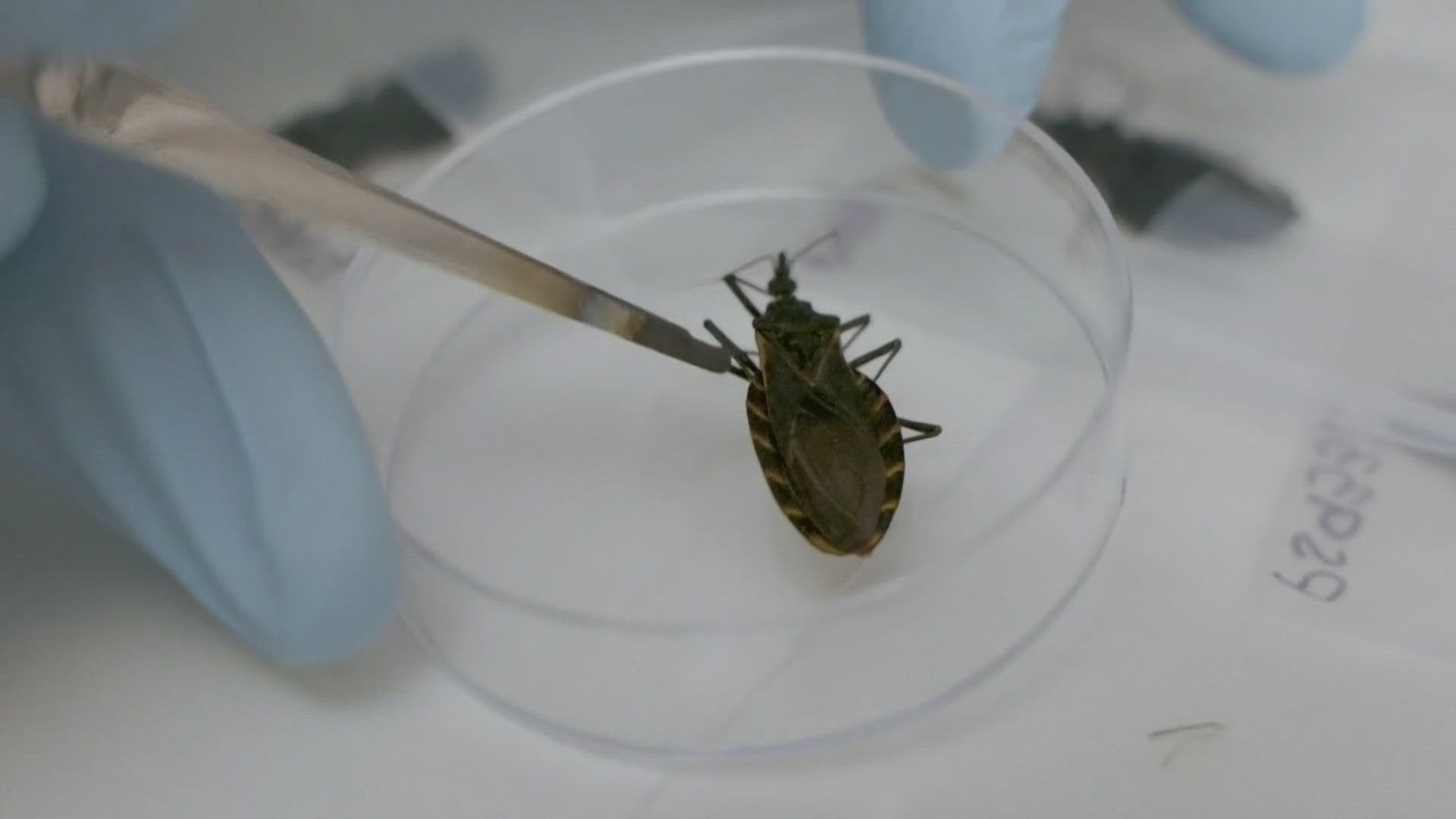 What is a kissing bug and are they common in Ohio? | 10tv.com