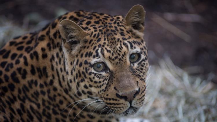 Columbus Zoo honors life of 23-year-old African leopard 'Sita' after ...