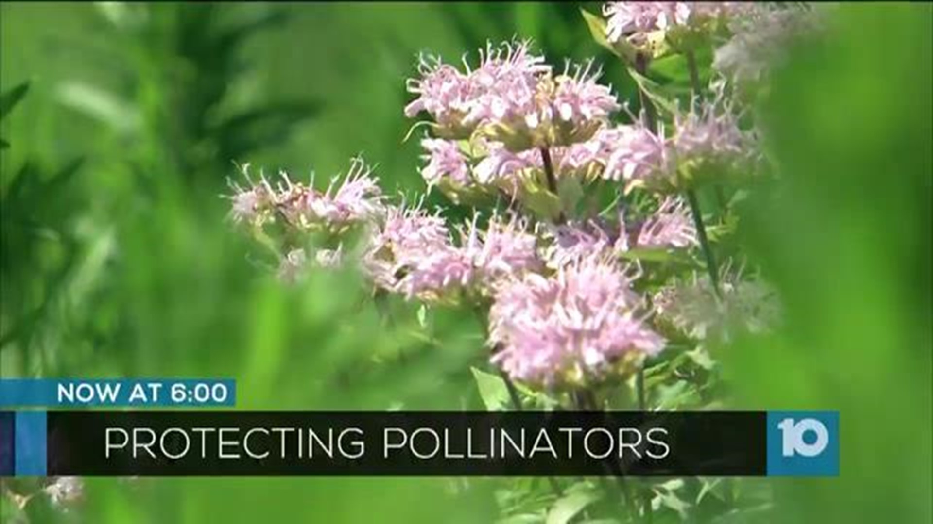 Central Ohio does its part to protect pollinators | 10tv.com