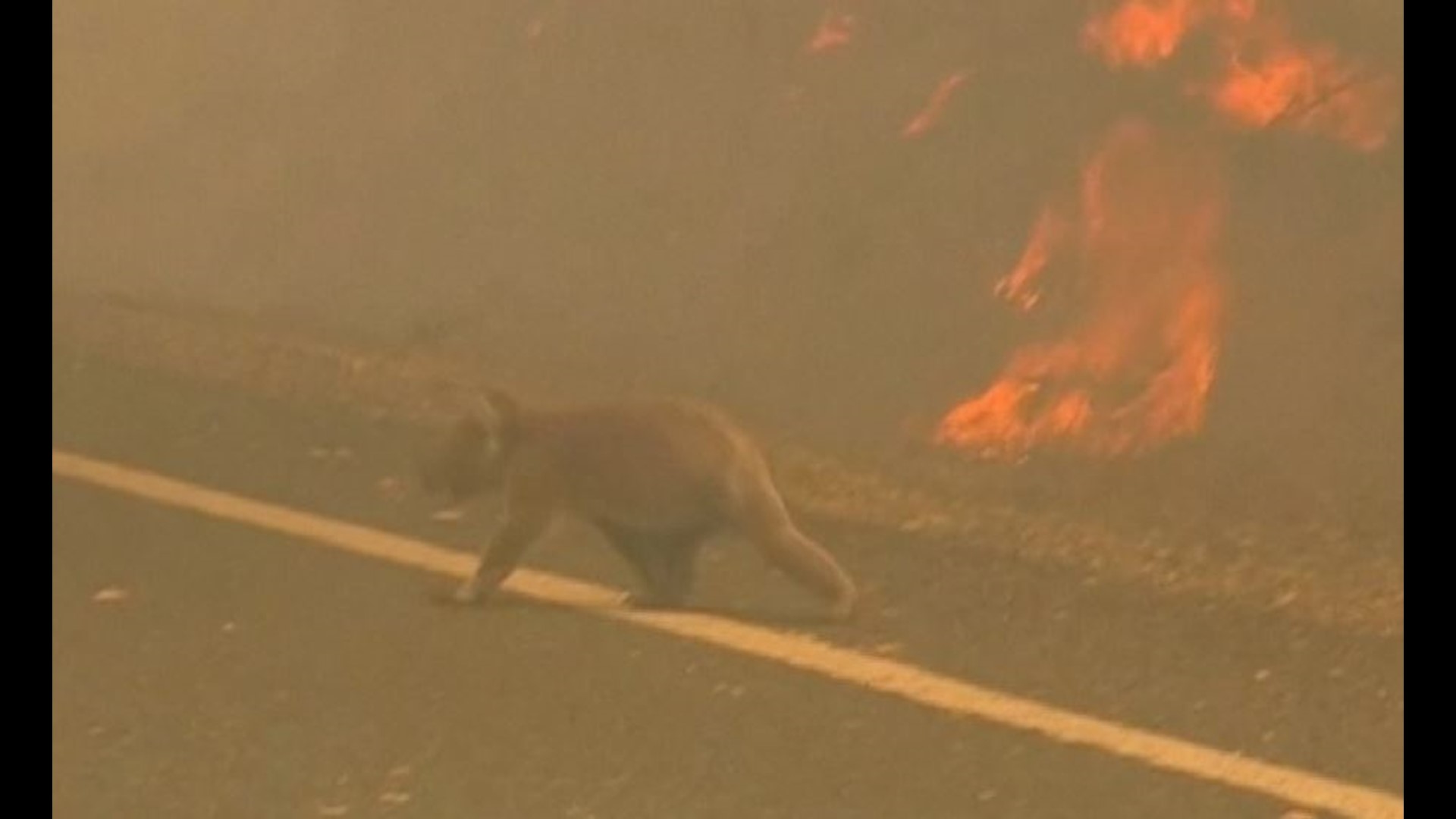 Burned koala, whose rescue from wildfire was caught on video, has died ...