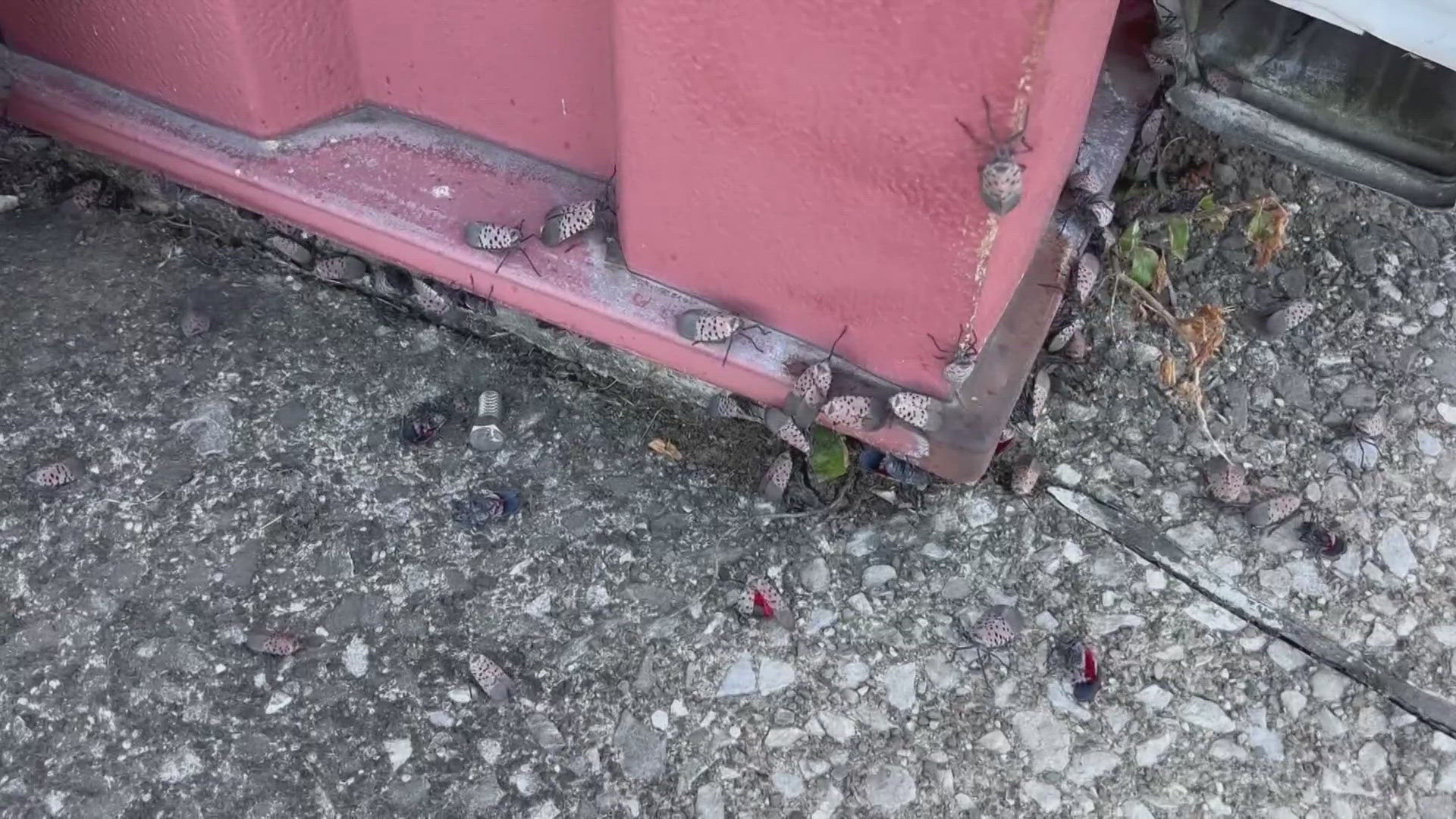 Spotten lanternflies swarming Columbus, Ohio | 10tv.com