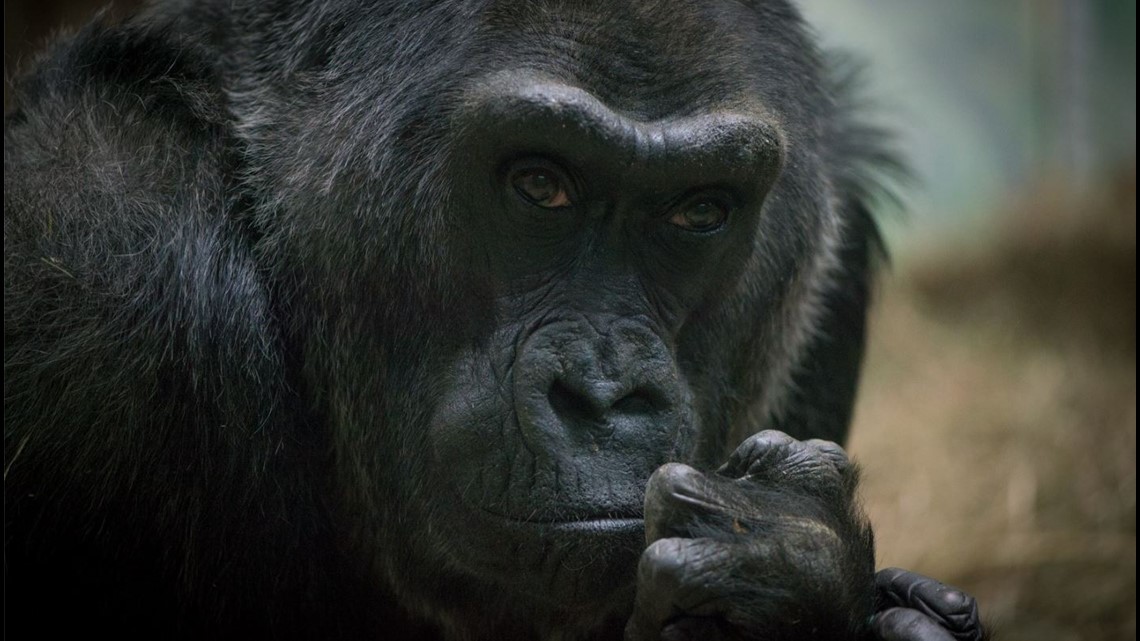 Columbus Zoo gorilla Colo back on view after medical procedure | 10tv.com