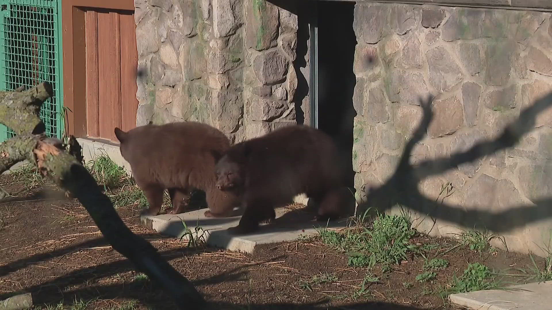 Orphaned bear cubs debut at Columbus Zoo September 2 | 10tv.com