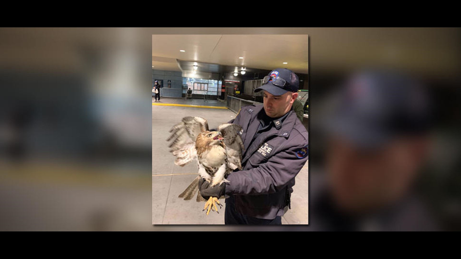 Police rescue hawk trapped in Penn Station | 10tv.com